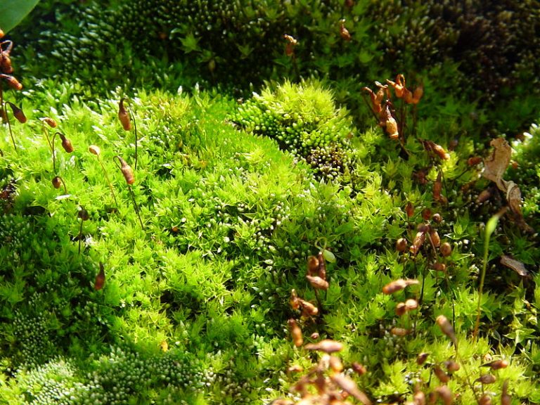 Vad är mossa? – Fråga en Biolog