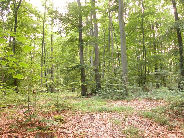 Skogens ekosystem – Fråga en Biolog