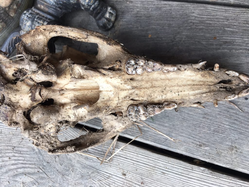 Vildsvinskranium – Fråga en Biolog