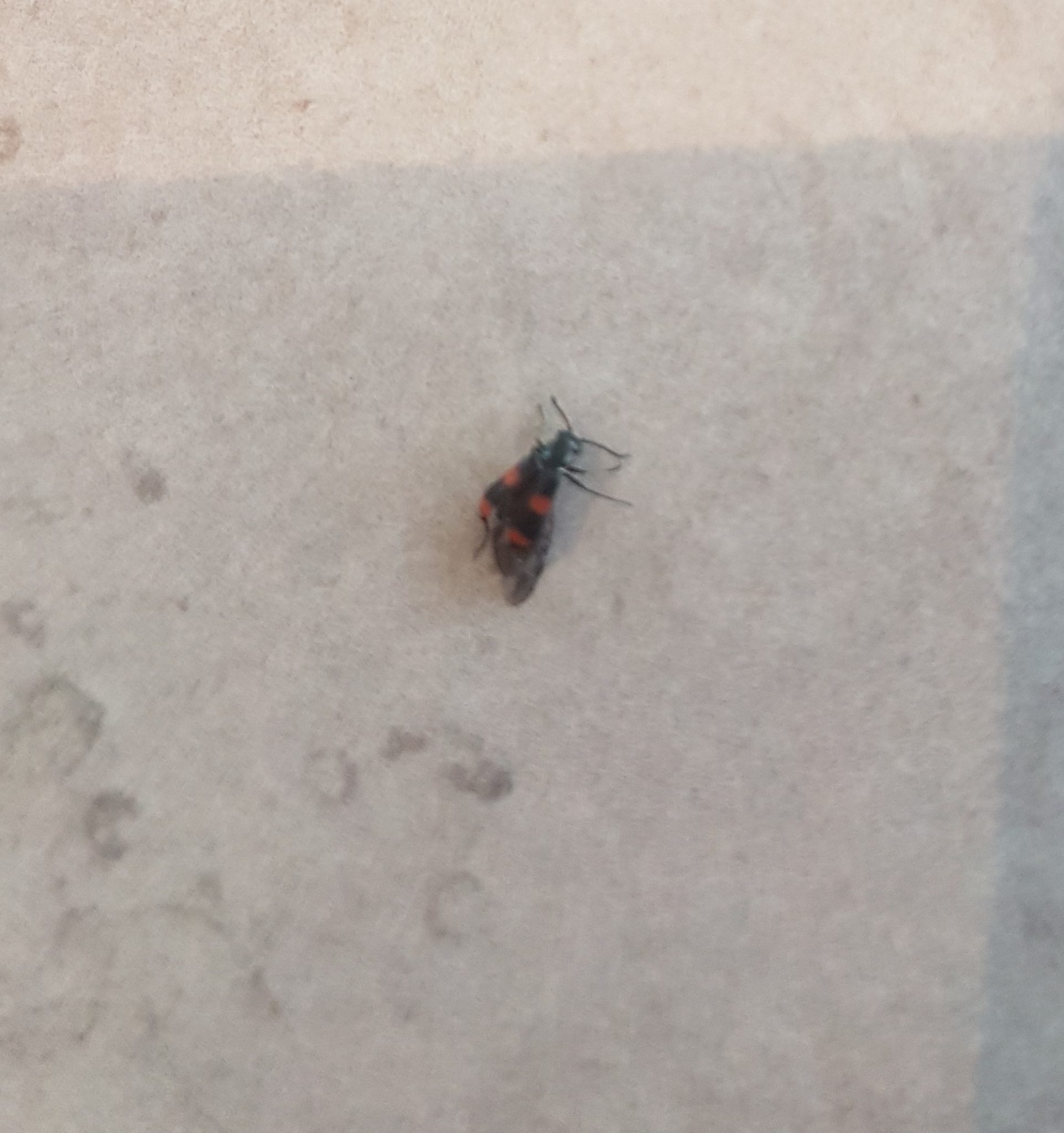 Randig skalbagge inomhus – Fråga en Biolog