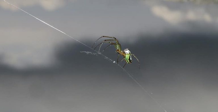 Hur spinner spindlar nät i luften? – Fråga en Biolog