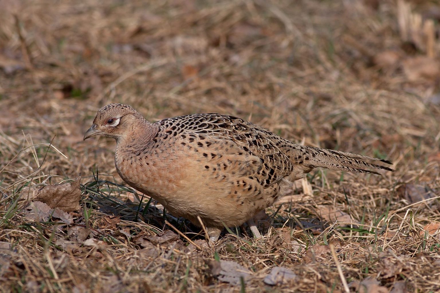 Fasaner som bor i trädgården – Fråga en Biolog