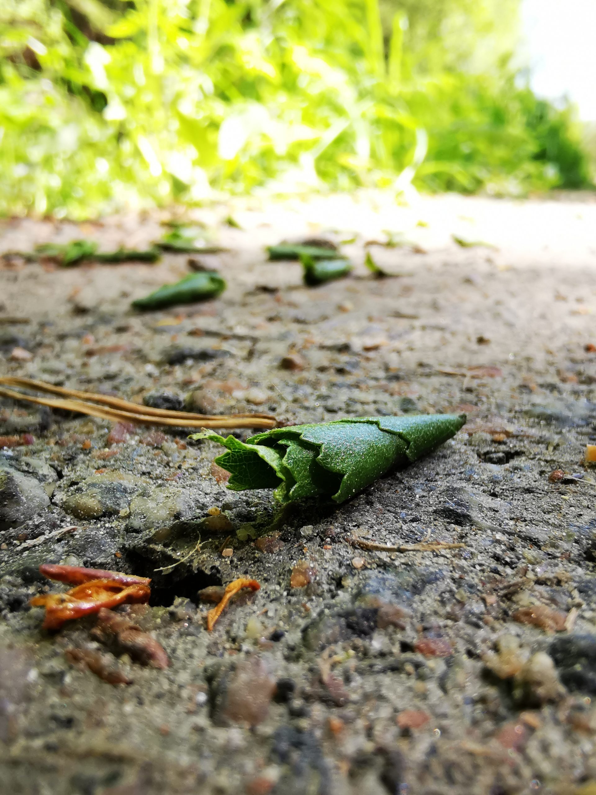 Vem har rullat ihop löven och slängt dem på backen? – Fråga en Biolog