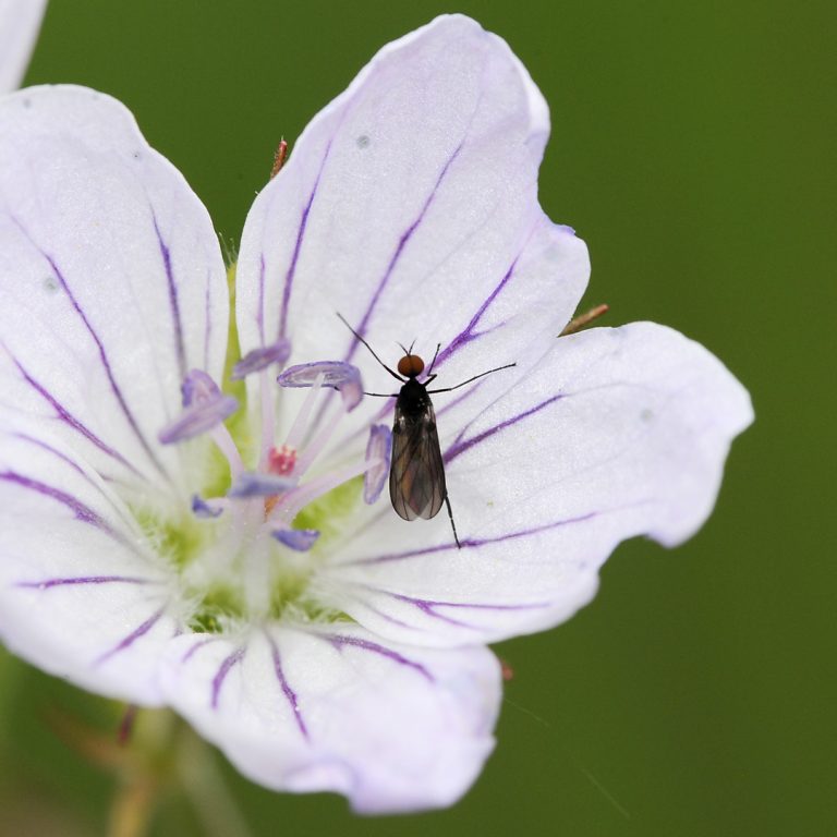 En fluga som ser ut nästan som en mygga – Fråga en Biolog