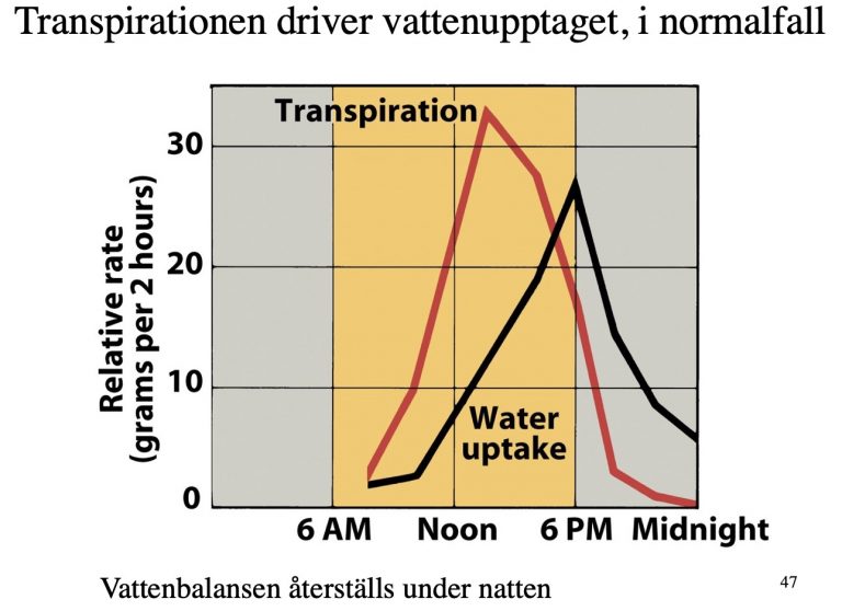 Varför har växterna mer vatten på natten än på dagen? – Fråga en Biolog