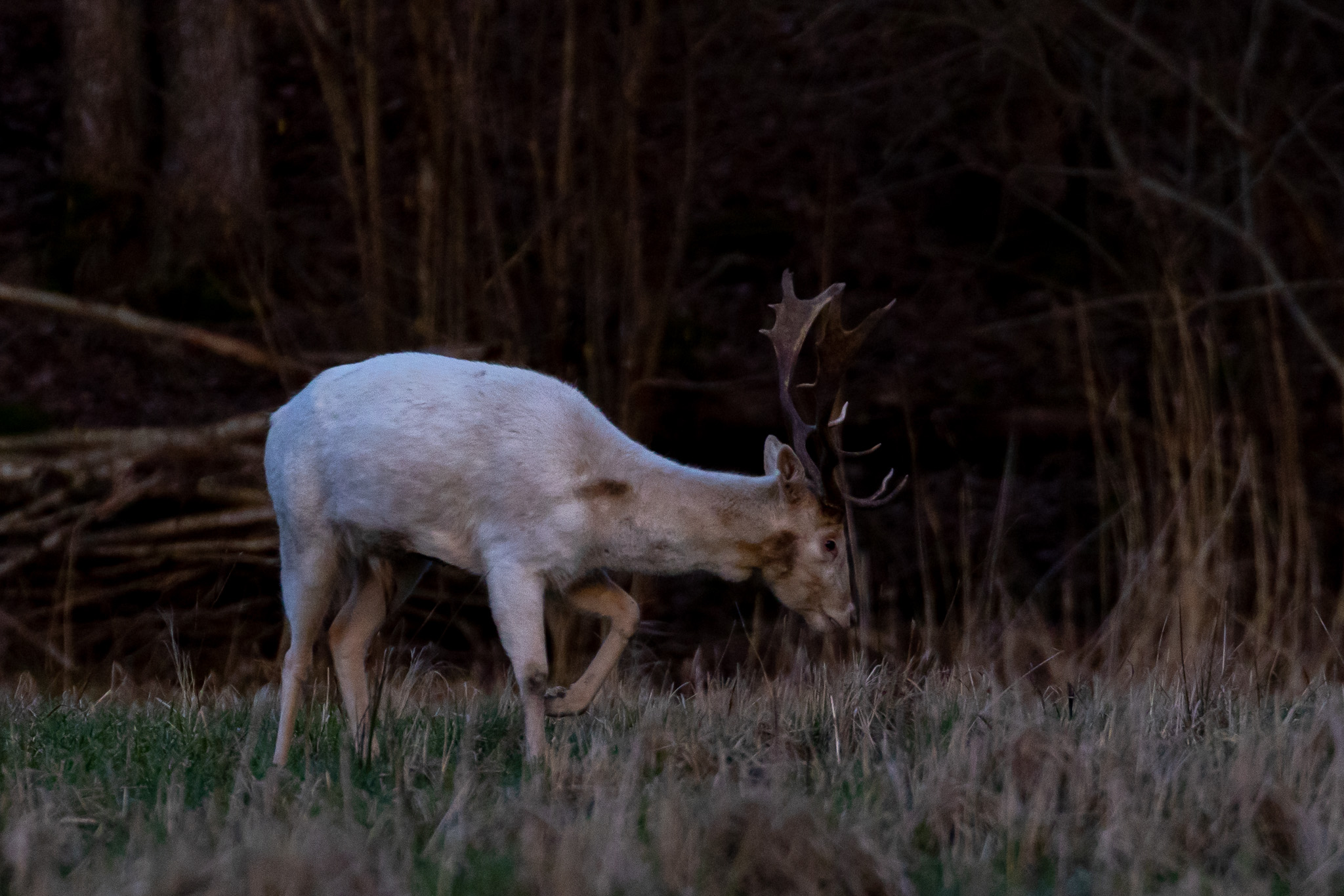 Vad är den vita hjorten för något? – Fråga en Biolog