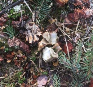 Vems ryggkotor var det jag hittade i skogen? – Fråga en Biolog