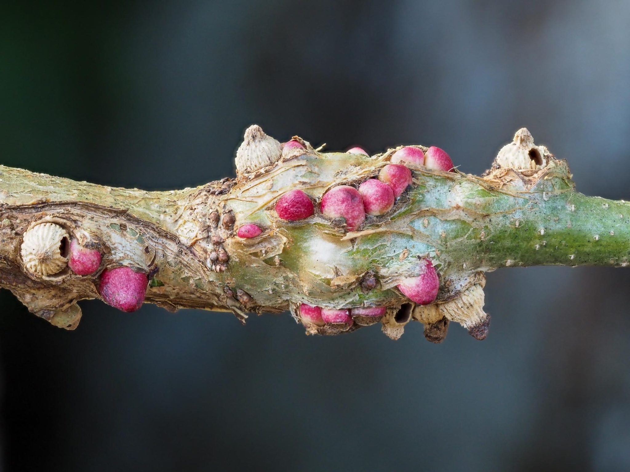Ek med konstiga utväxter – Fråga en Biolog