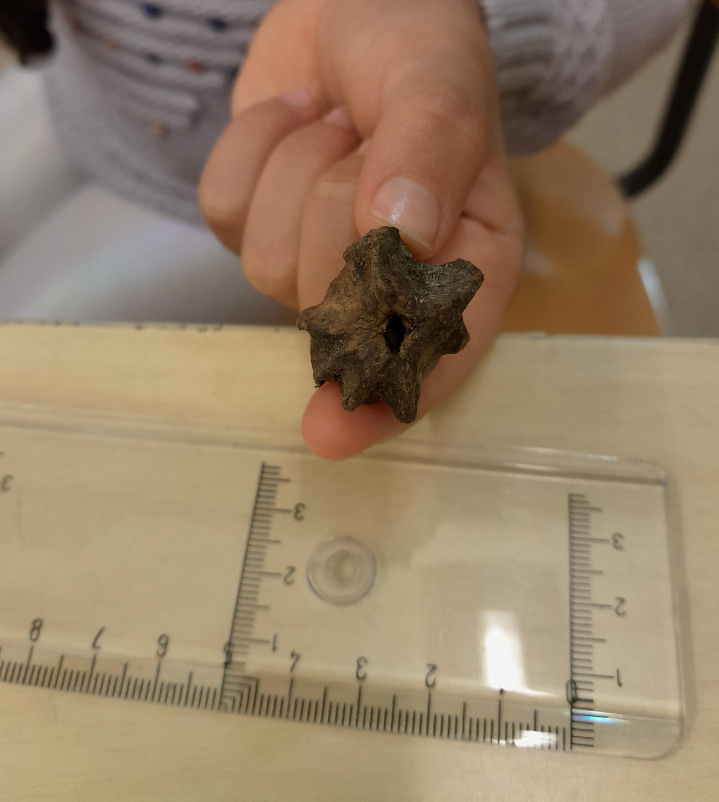 Varför ser ekollonen så konstiga ut? – Fråga en Biolog