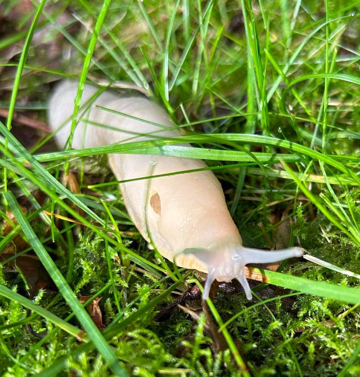 Finns det vita skogssniglar? – Fråga en Biolog