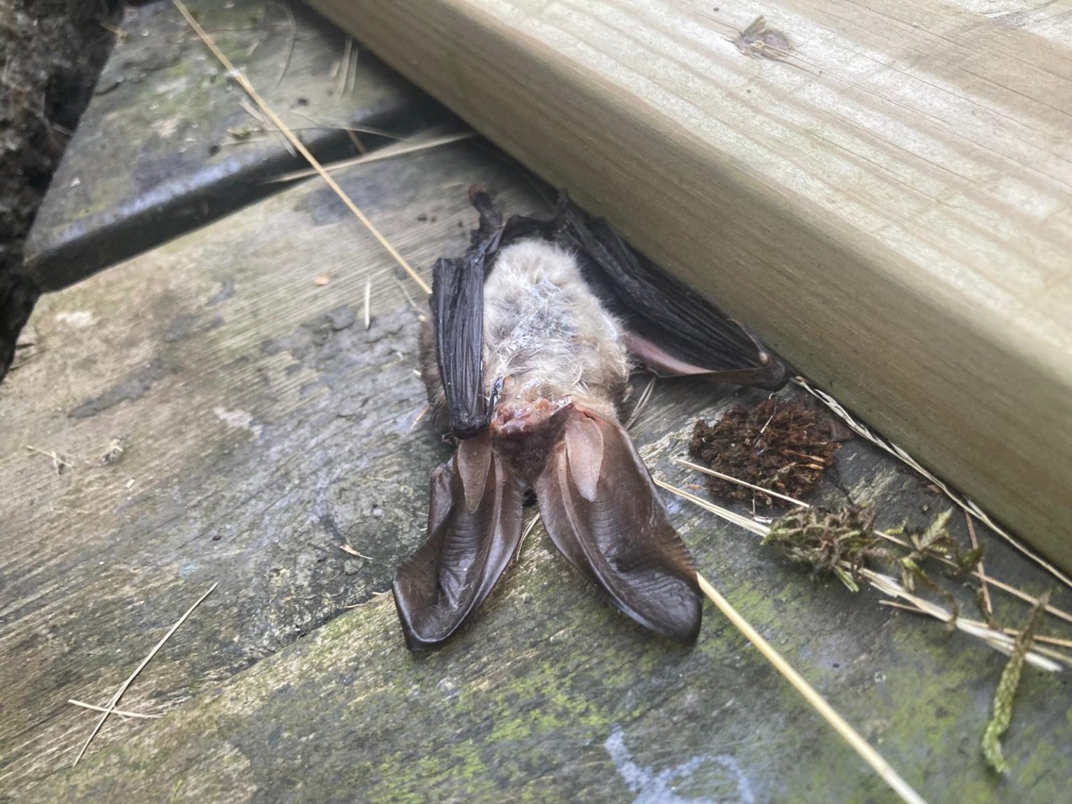 Katten tog en fladdermus – men vilken? – Fråga en Biolog