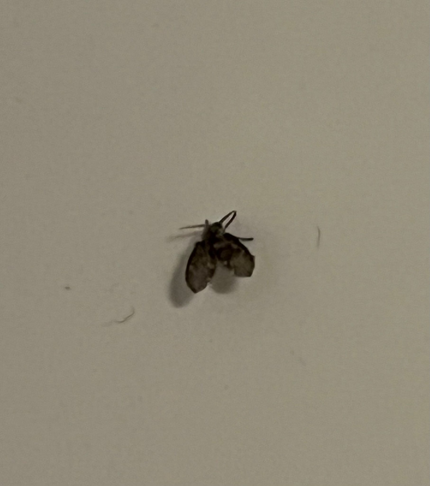 Vad är det för fluga? – Fråga en Biolog