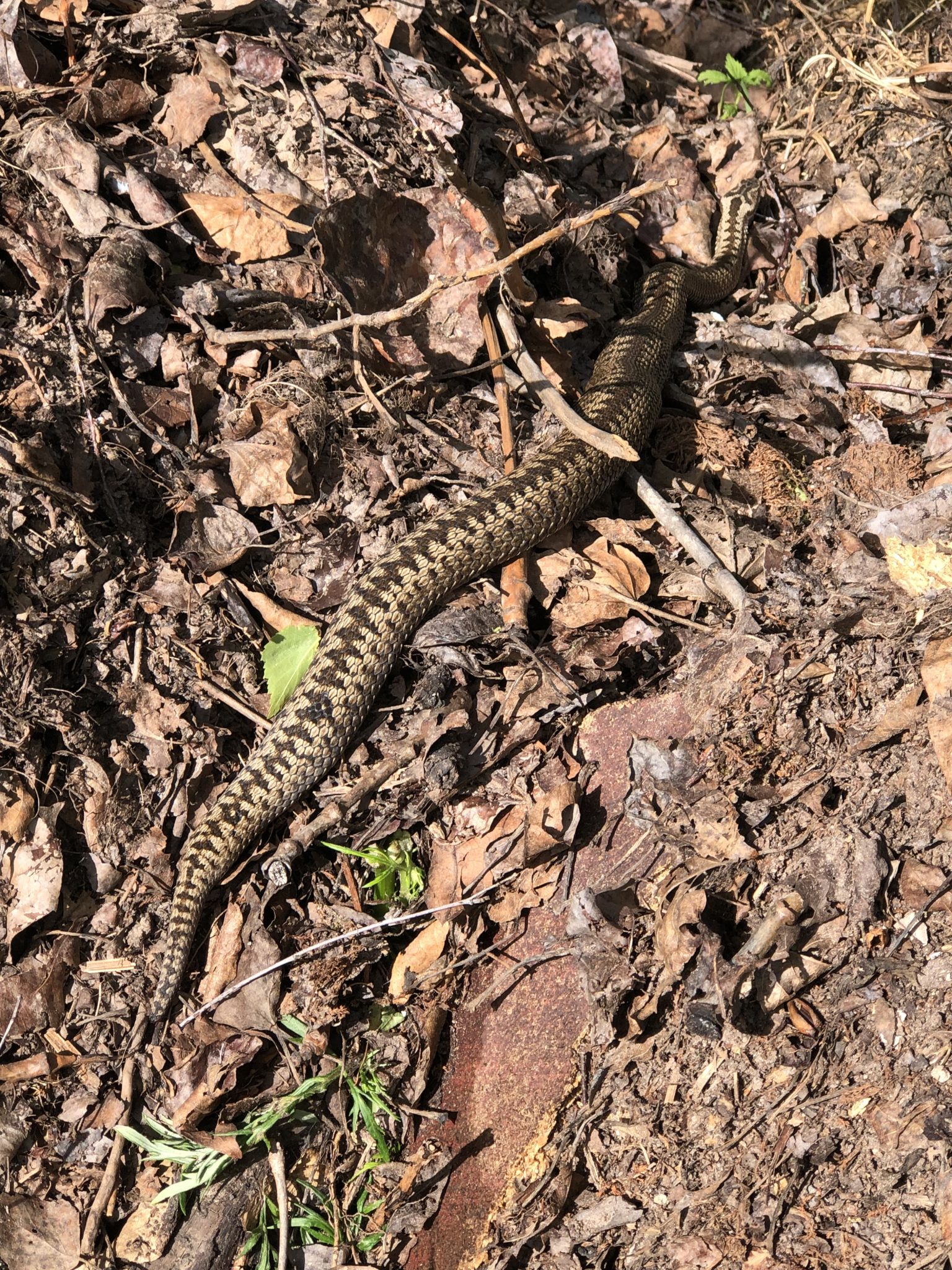 Snokar och huggormar på gödselstacken – Fråga en Biolog